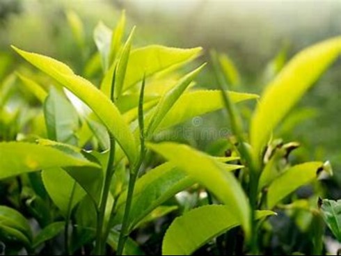 Tea Harvesting
