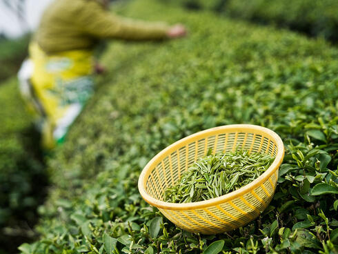 Tea Harvesting